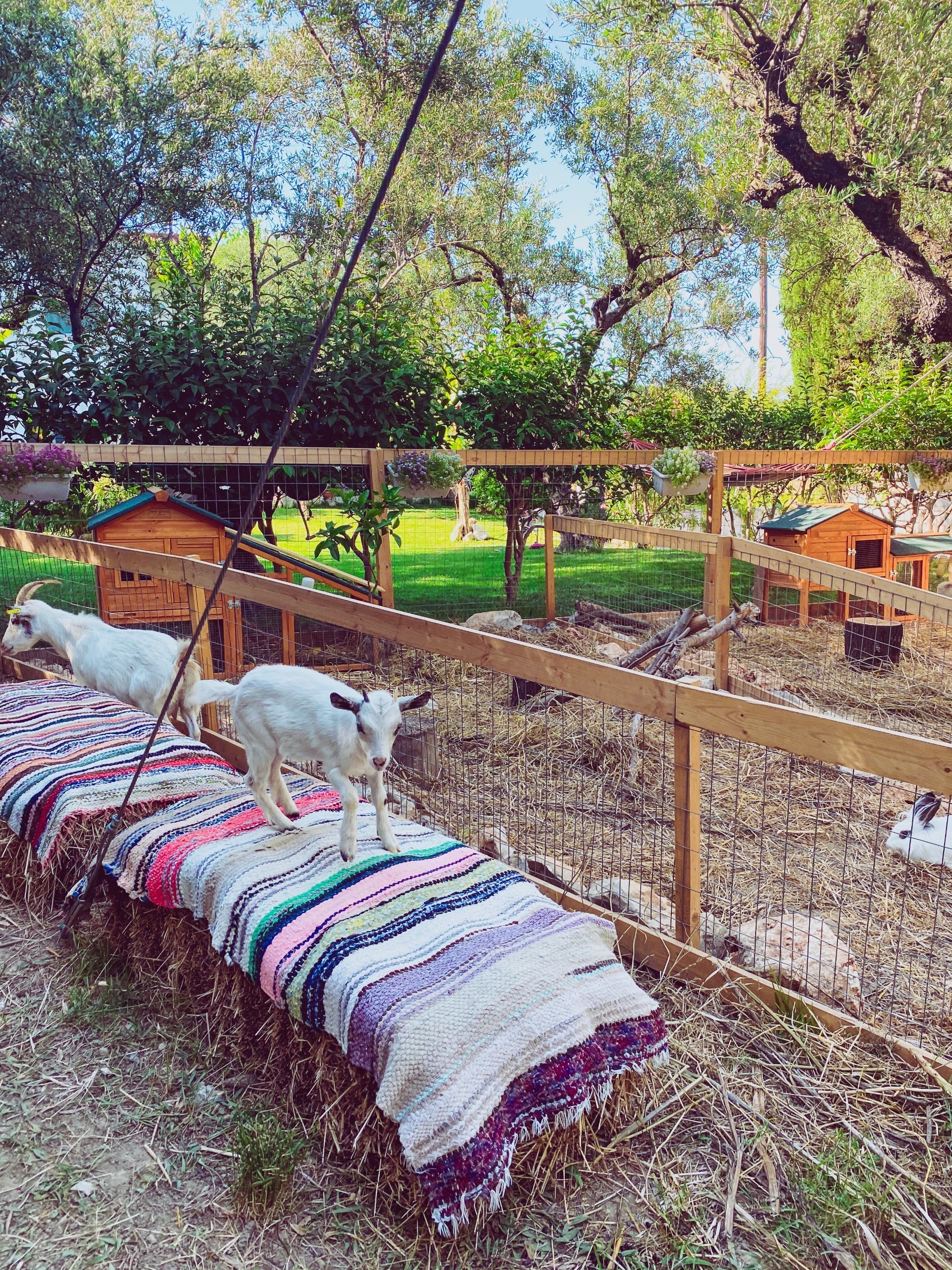 The Little farm